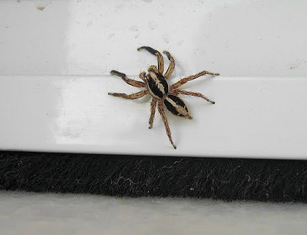 Does Crete have dangerous wildlife? - Love Crete