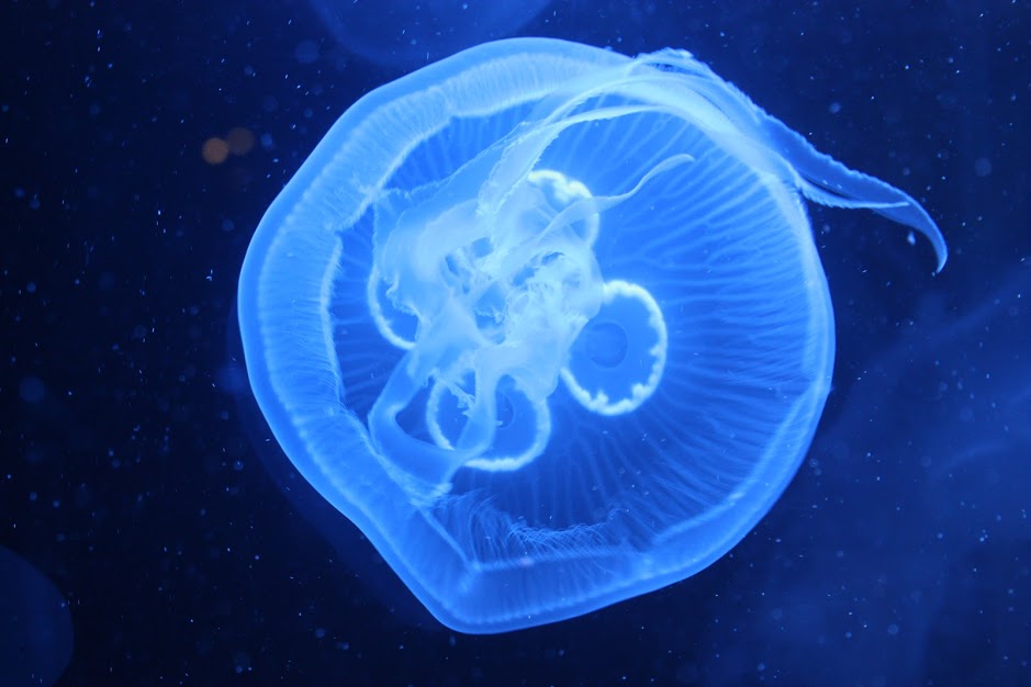 Does Crete have dangerous wildlife? - Love Crete